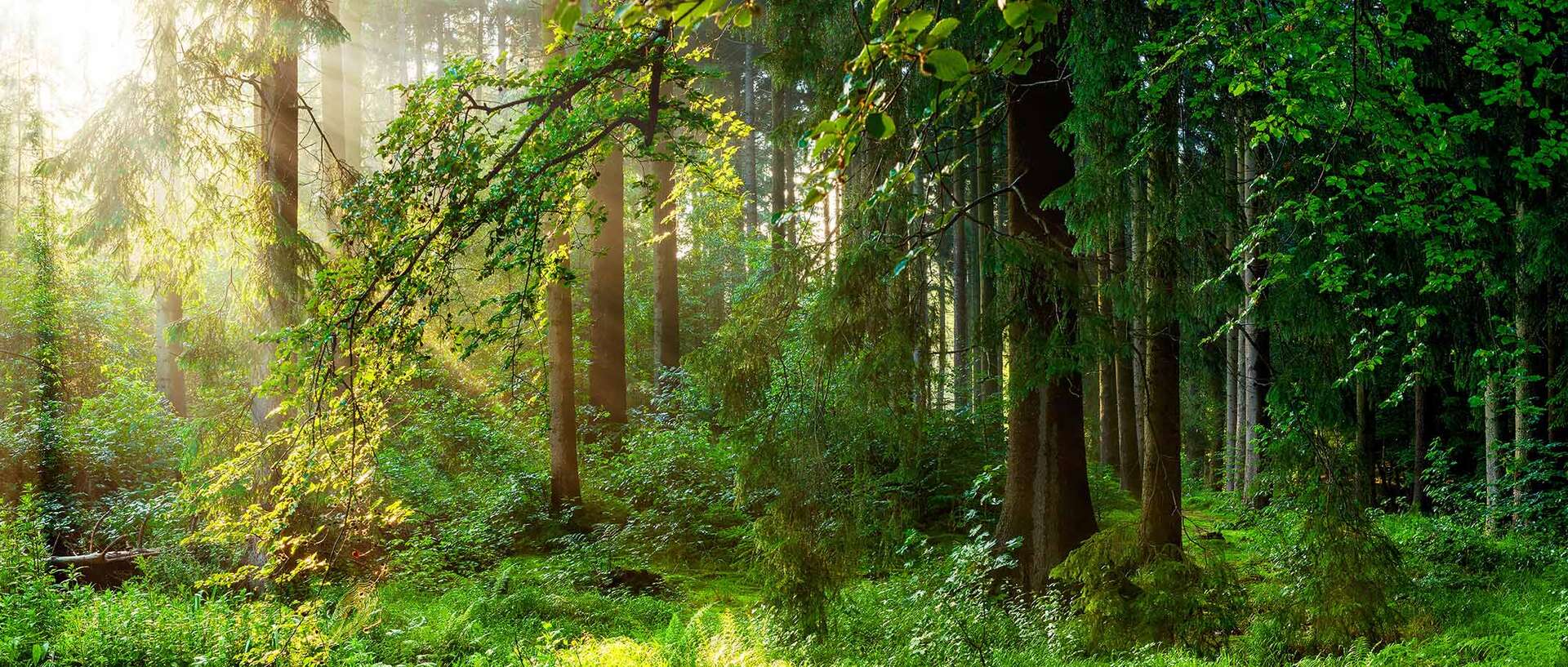 Ein nachhaltig bewirtschafteter Wald ist ein gesunder Wald